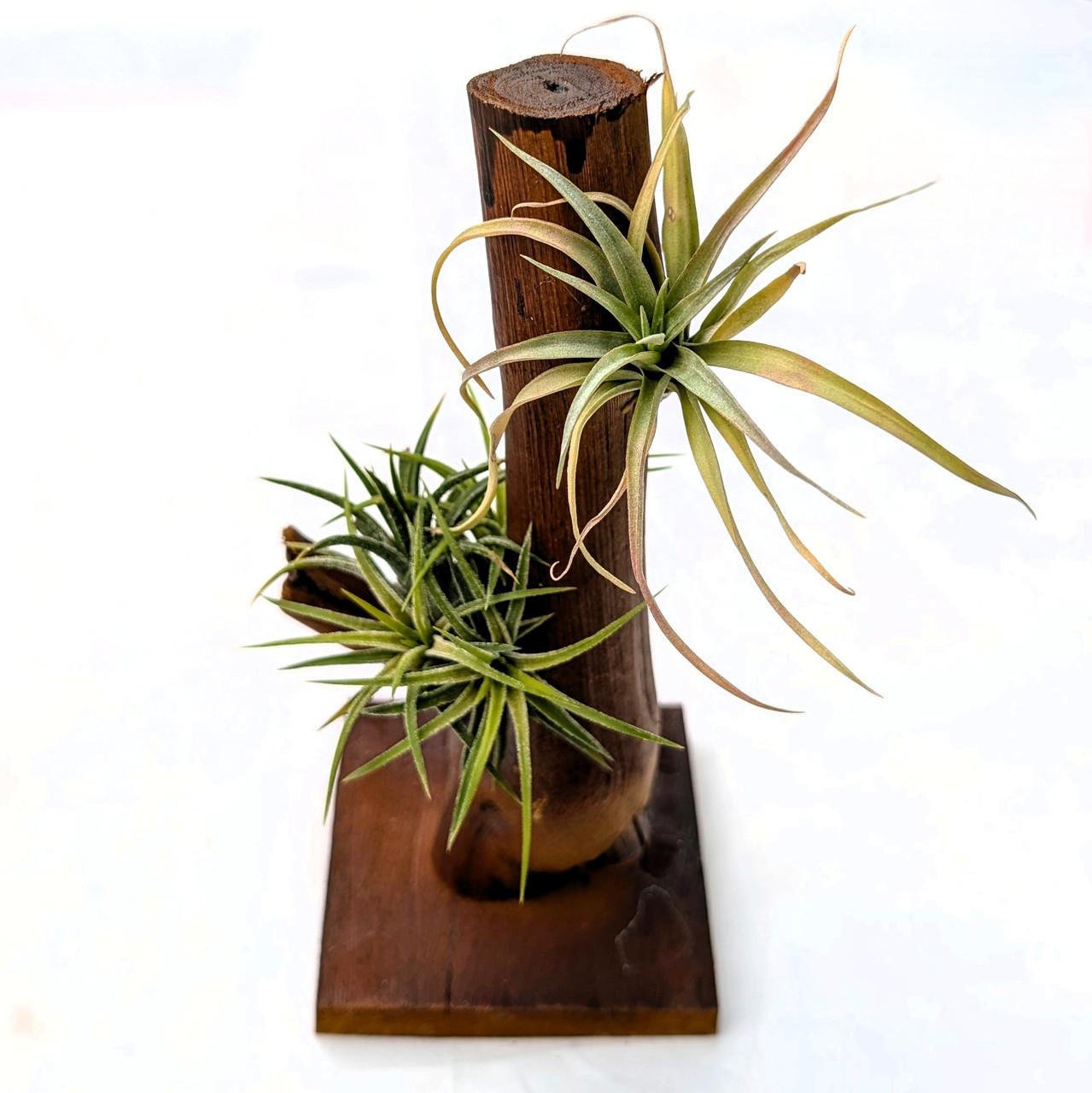 Tilly Tree w/ Air Plants | MCG®