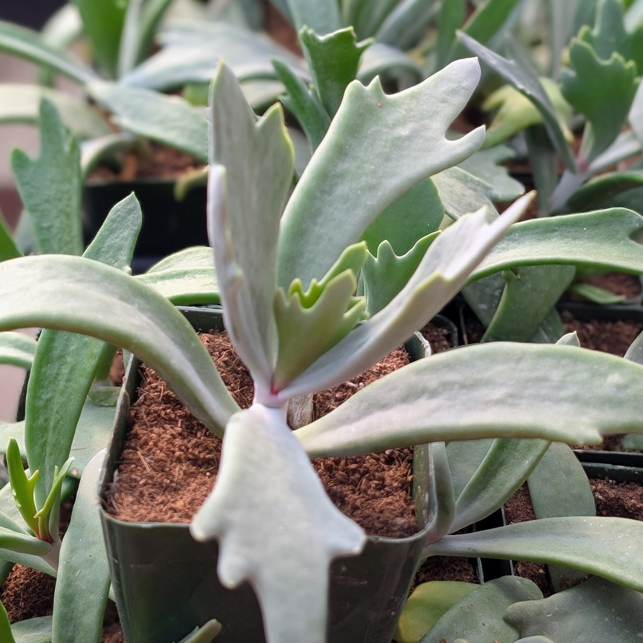 Cotyledon orbiculata 'Takbok' [bare root] | Mountain Crest Gardens®