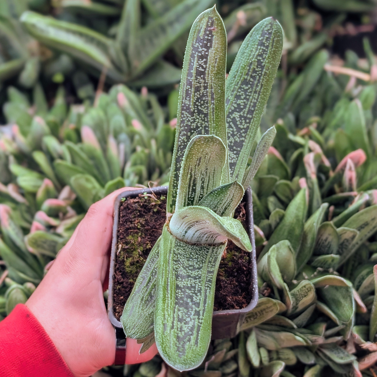Gasteria 'Little Warty' [extra large] [bare root] | Mountain Crest Gardens®