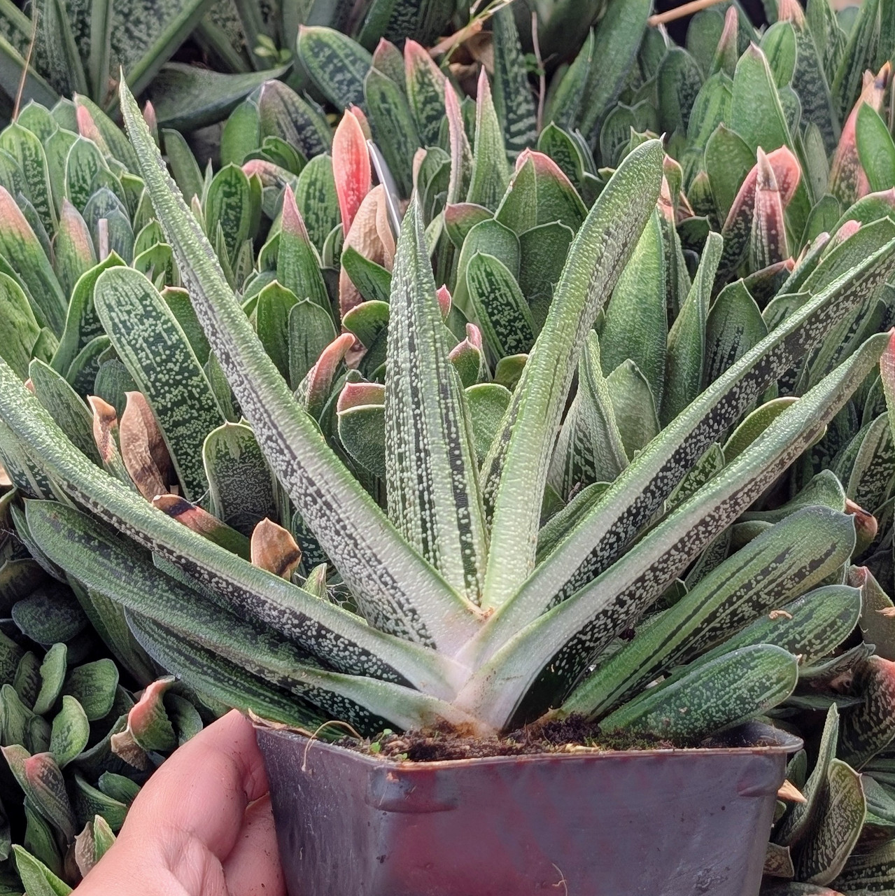 Gasteria 'Little Warty' [extra large] [bare root] | Mountain Crest Gardens®