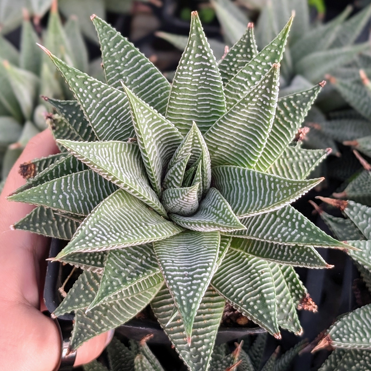 Haworthia 'Wandera Miami' [extra large] [bare root] | Mountain Crest Gardens®