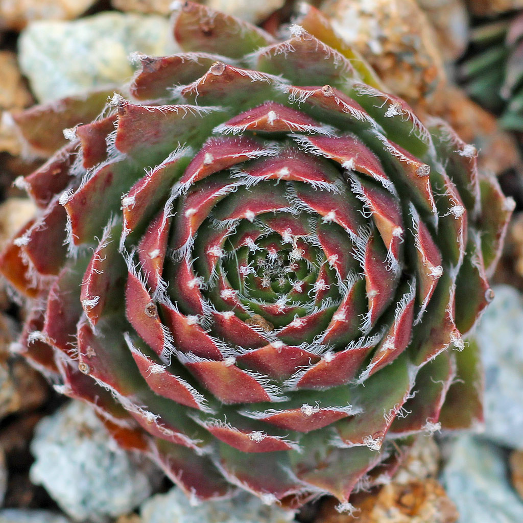 Sempervivum 'Fuzzy Wuzzy' - Mountain Crest Gardens