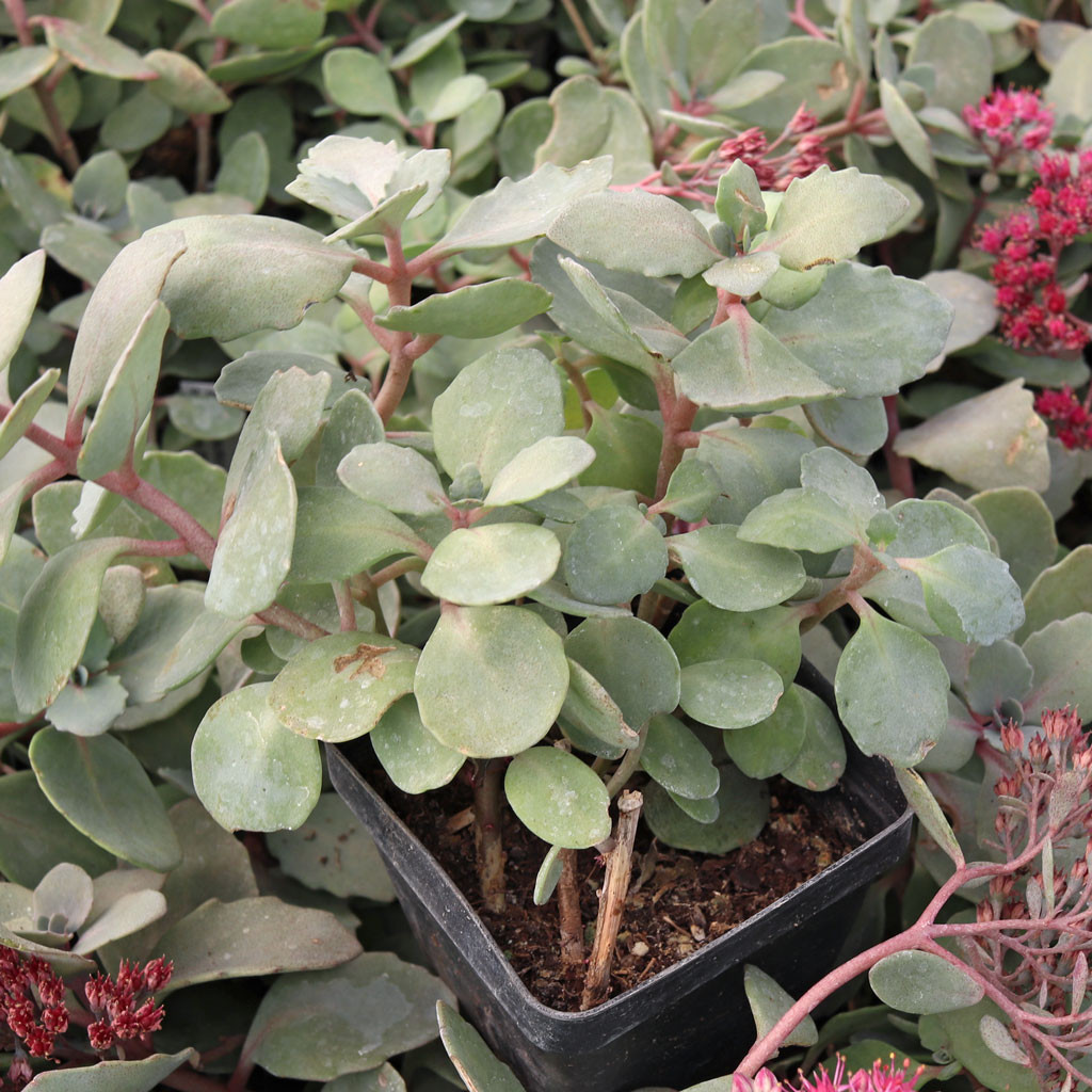 Sedum cauticola 'Ruby Glow' - Mountain Crest Gardens