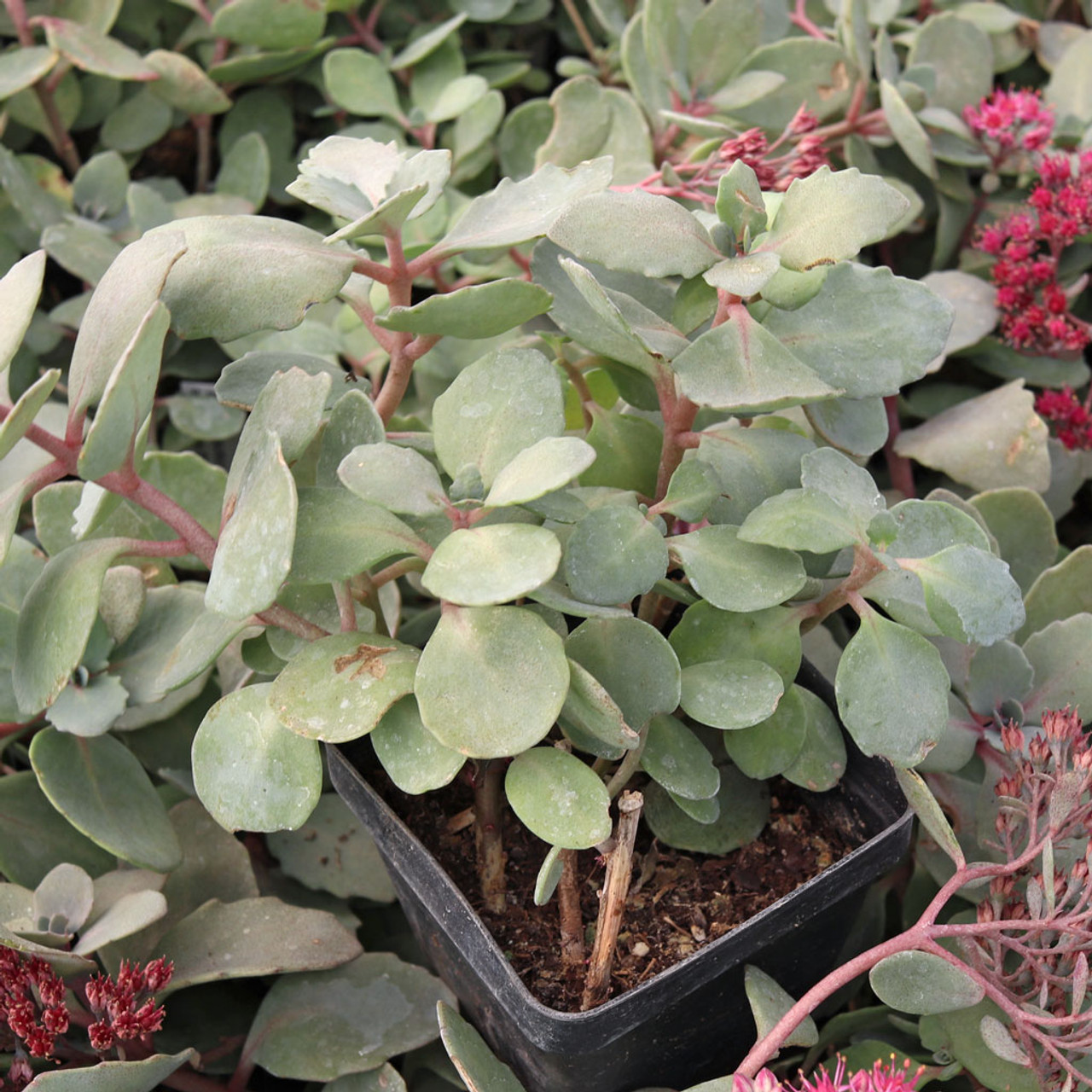 Sedum cauticola 'Ruby Glow' - Mountain Crest Gardens