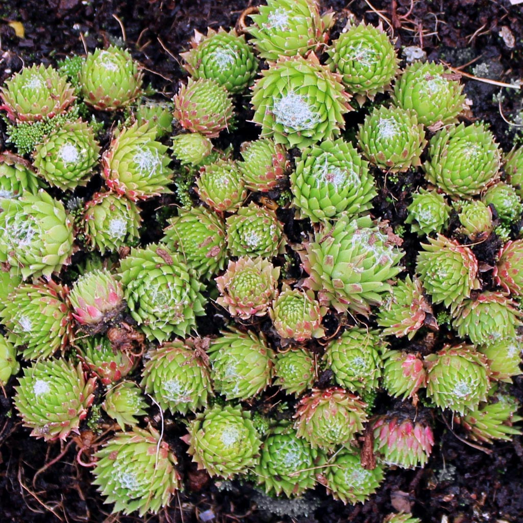 Sempervivum barbulatum 'Hookerii' - Mountain Crest Gardens