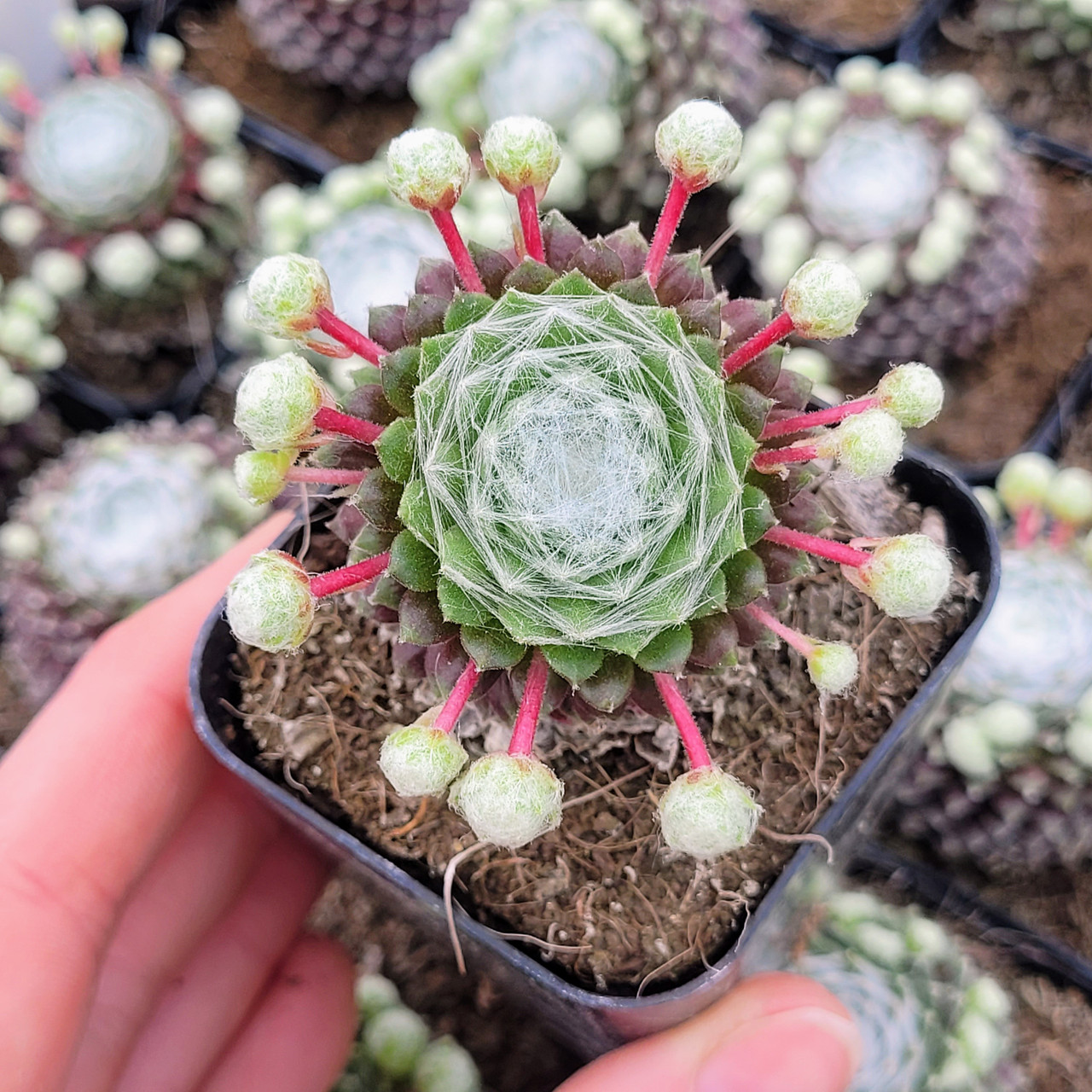 Sempervivum arachnoideum ssp. tomentosum - Mountain Crest Gardens