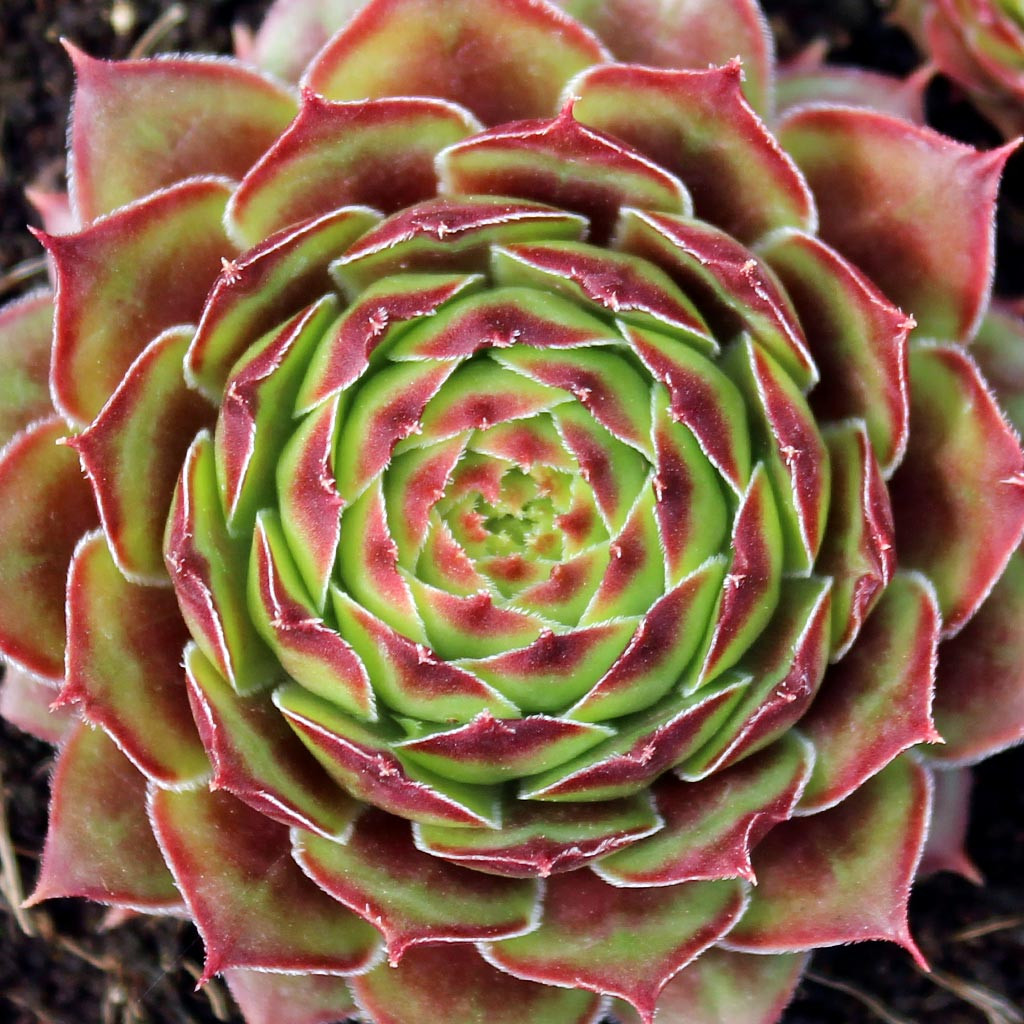 Sempervivum 'Ornatum' - Mountain Crest Gardens