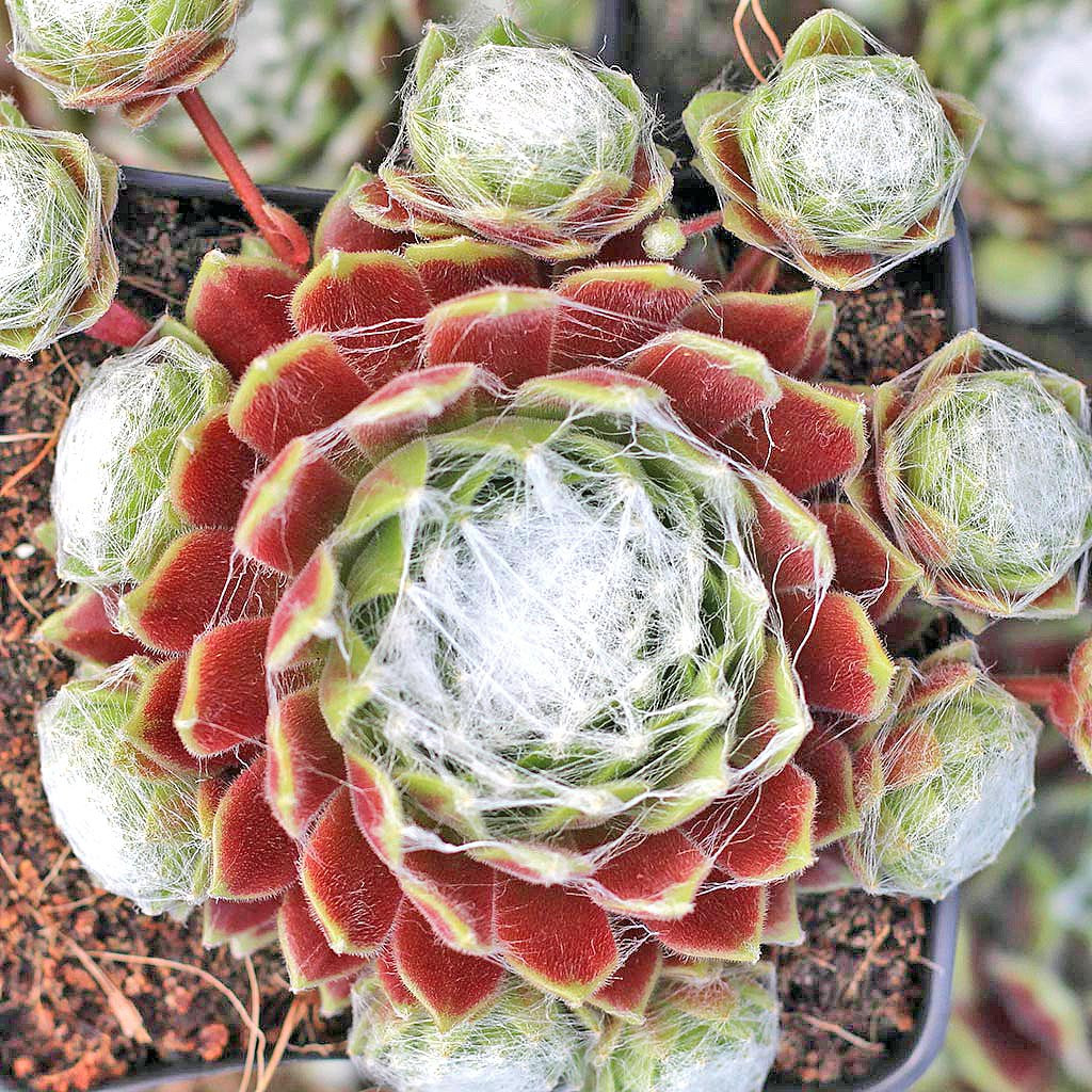 Sempervivum 'Kramer's Spinrad' - Mountain Crest Gardens
