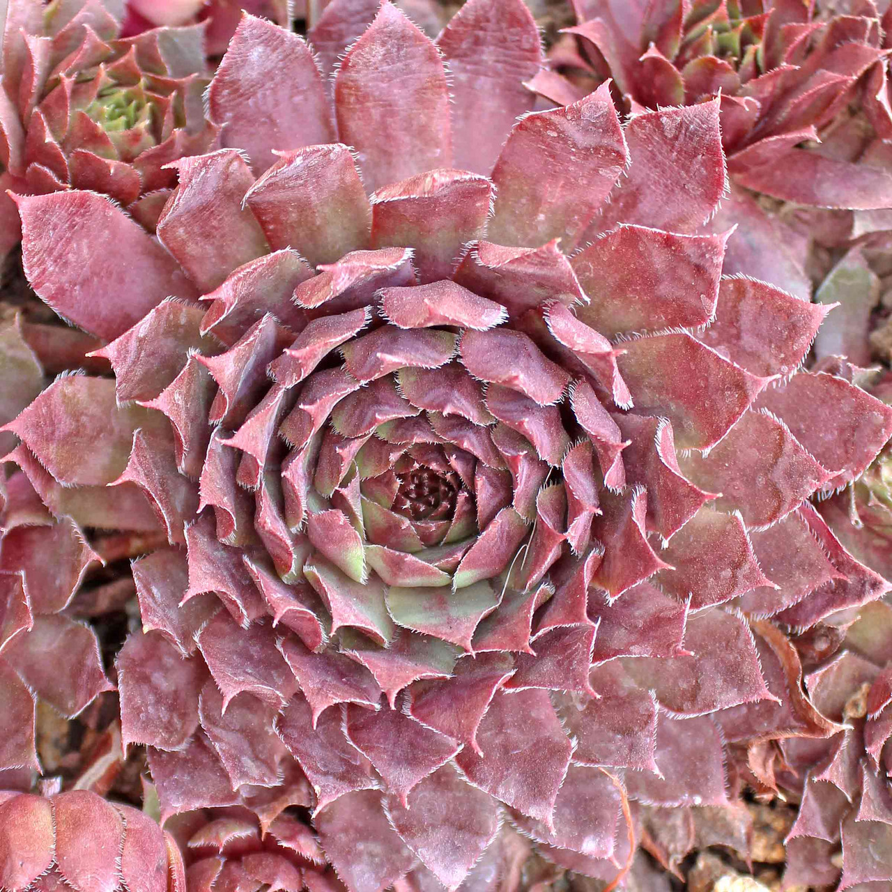Sempervivum 'Royal Ruby' | Mountain Crest Gardens™