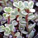Portulacaria afra f. variegata - Rainbow Bush - Mountain Crest Gardens