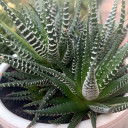 Haworthia fasciata - Zebra Plant - Mountain Crest Gardens