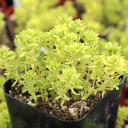 Sedum japonicum 'Tokyo Sun' - Sedum (Stonecrop)