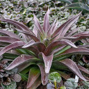 Mangave 'Red Wing' [plug] - Mountain Crest Gardens
