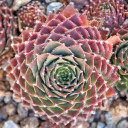 Sempervivum 'Fuzzy Wuzzy' - Mountain Crest Gardens
