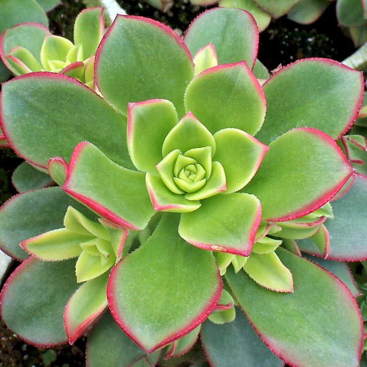Aeonium for Sale Online | Mountain Crest Gardens®