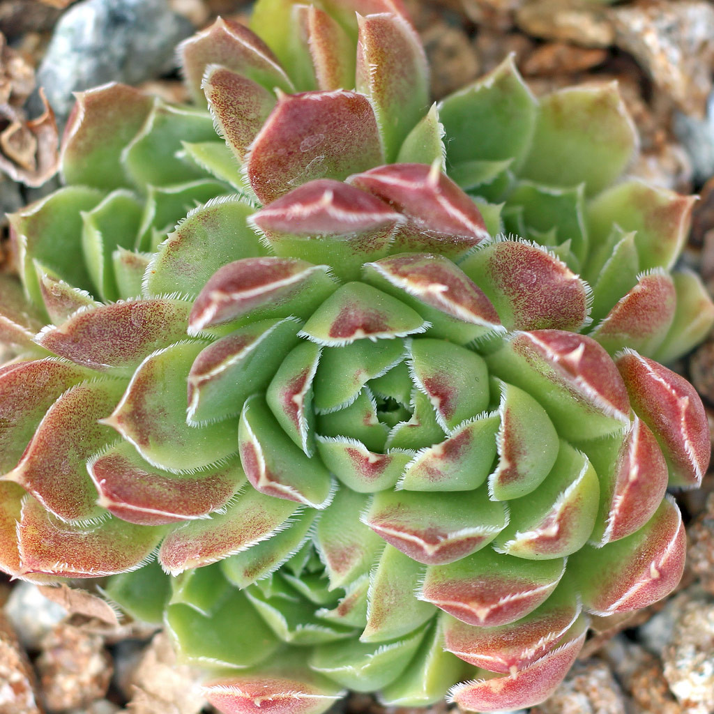 Hardy Succulents, Cold Tolerant Succulents | Mountain Crest Gardens ...