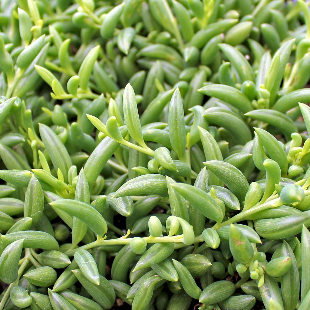 Senecio for sale online | Mountain Crest Gardens®