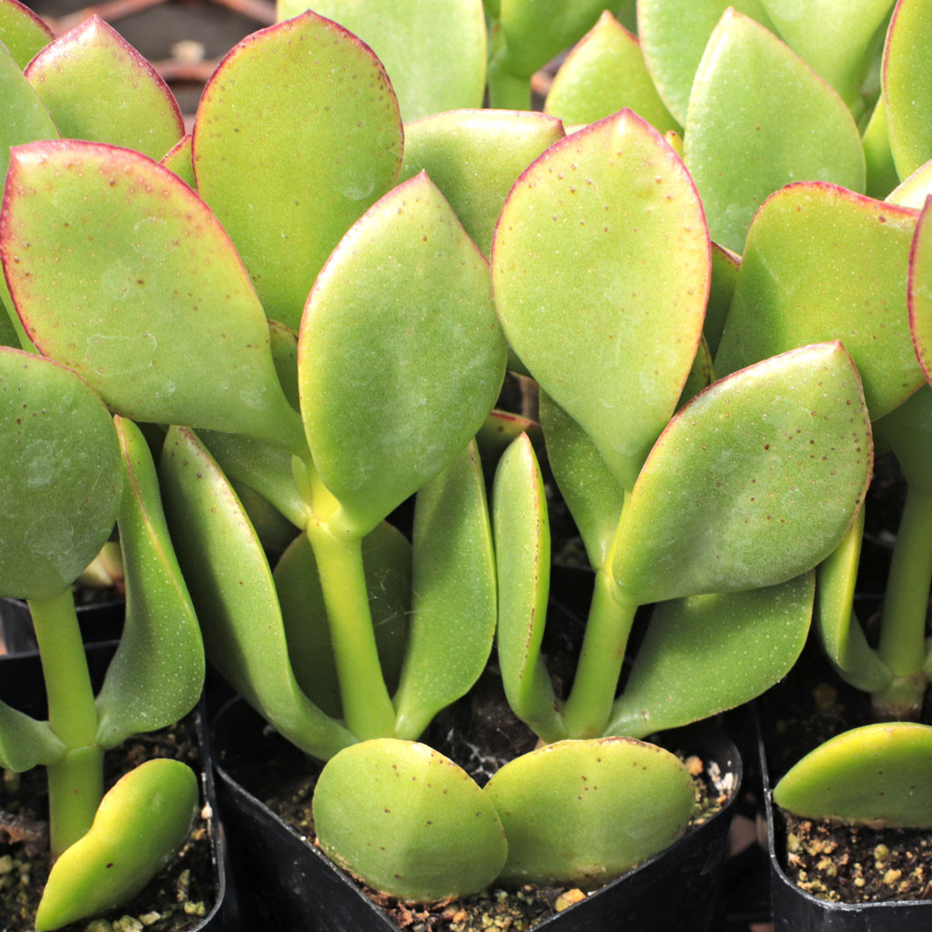 Jade Plants for Sale | Mountain Crest Gardens®