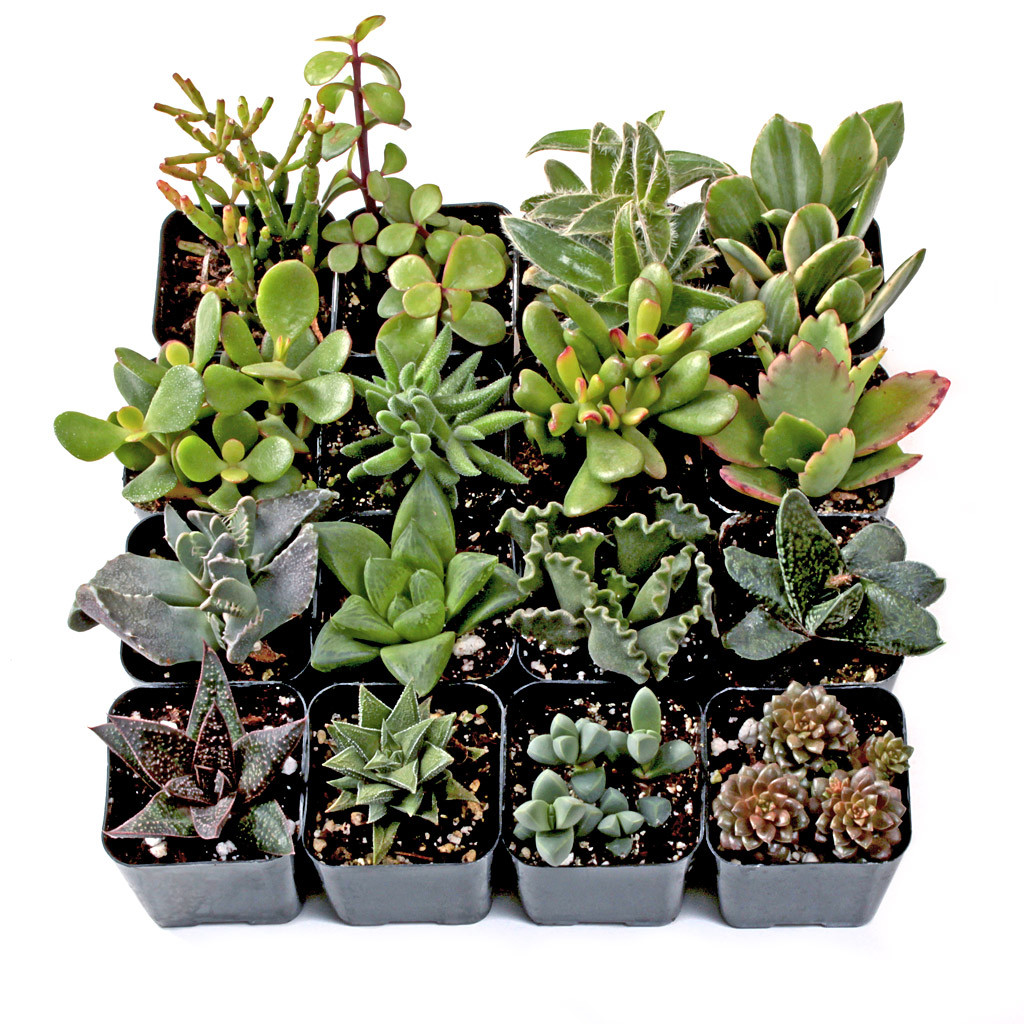 House & Indoor Succulents | Mountain Crest Gardens®