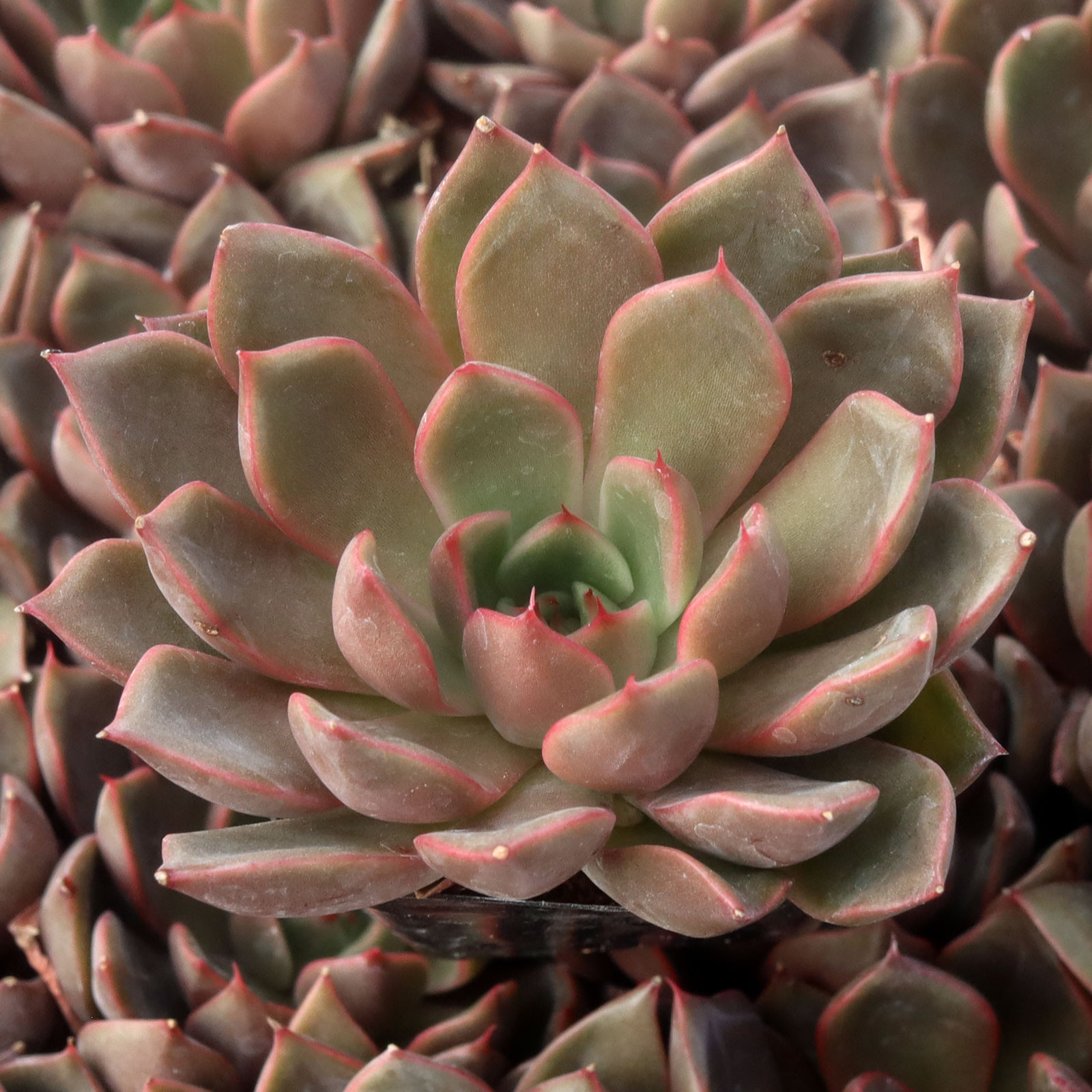 Explore All Succulent Products | Mountain Crest Gardens® - Page 5