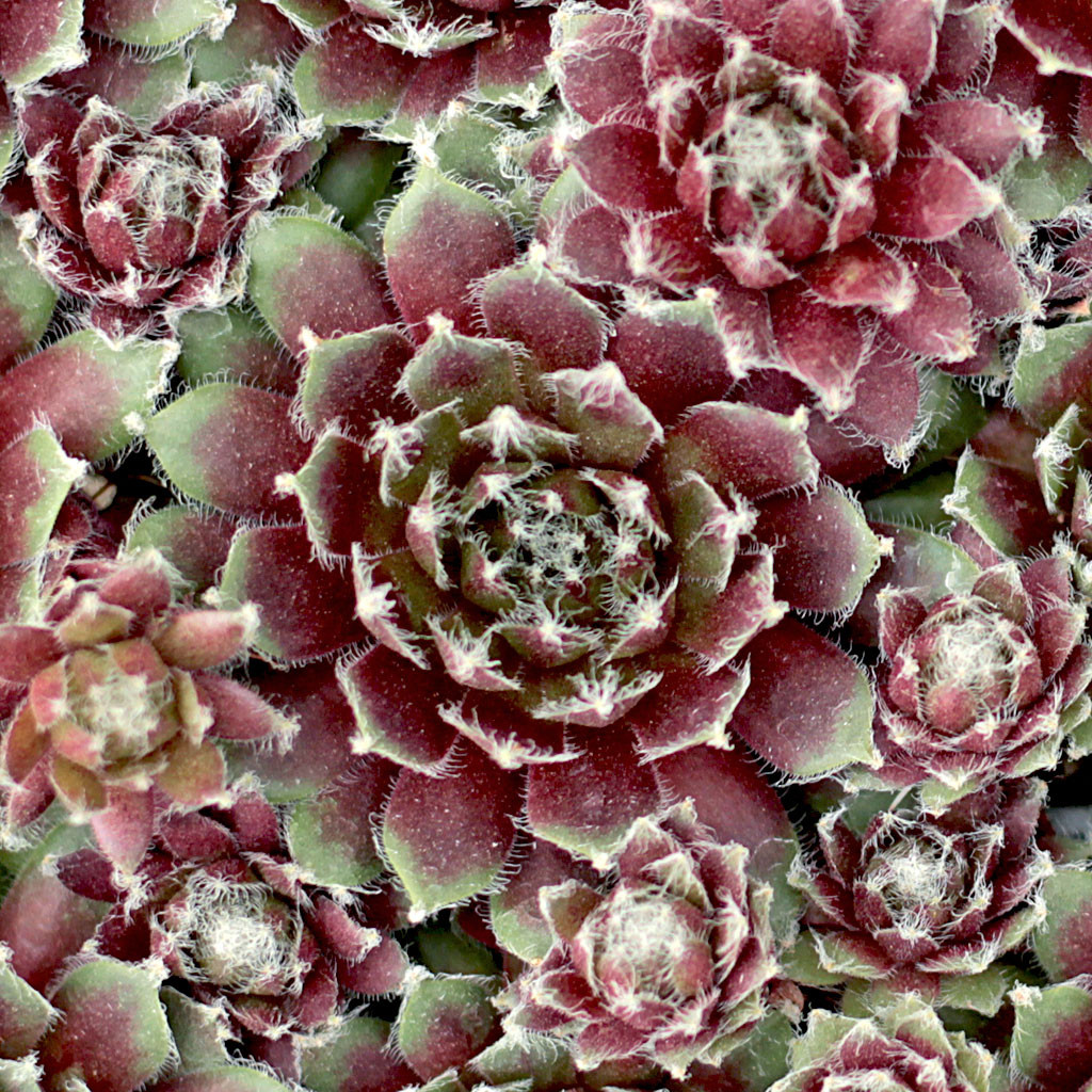 Hardy Succulents, Cold Tolerant Succulents | Mountain Crest Gardens®