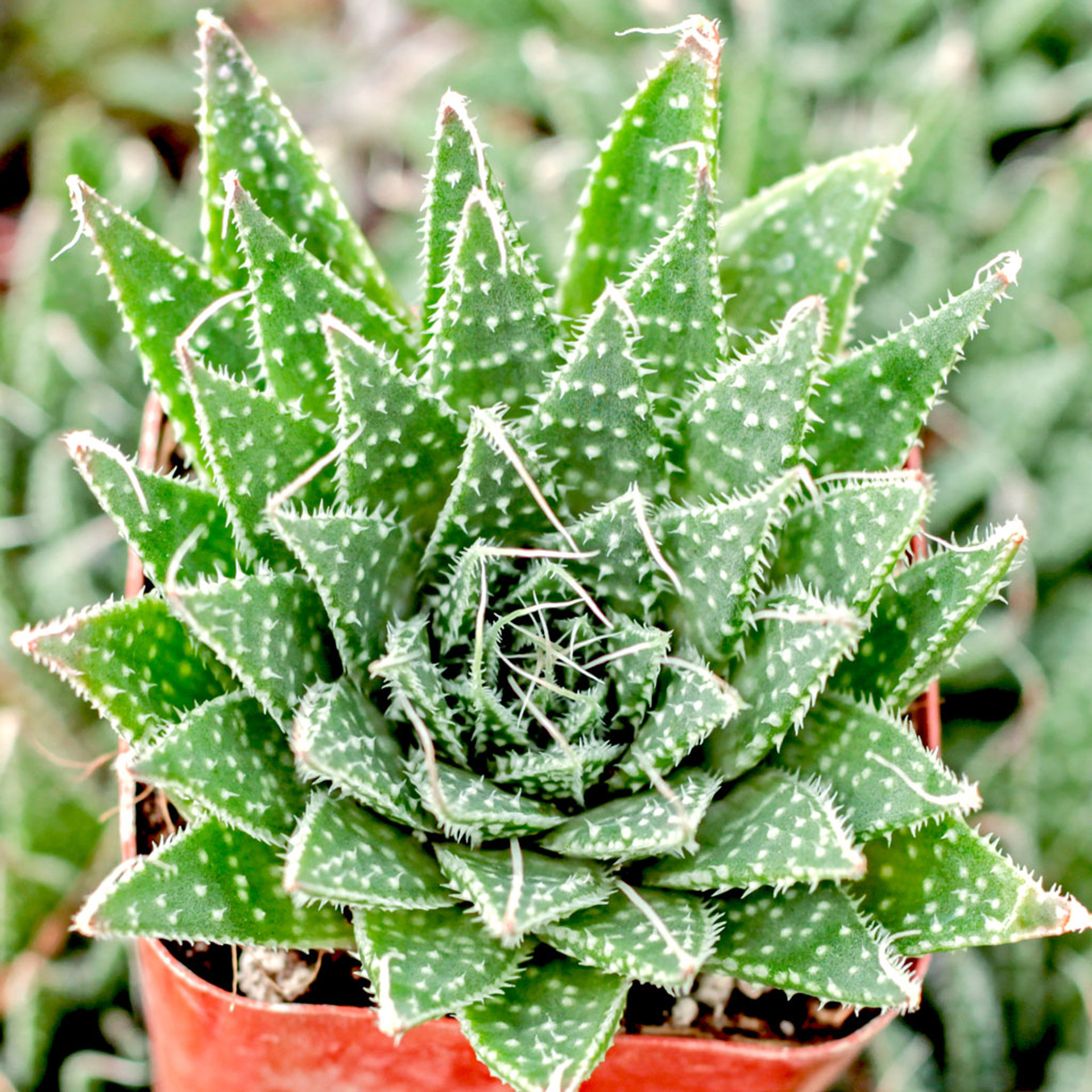 Aloe For Sale Online Mountain Crest Gardens aloe-for-sale-online-mountain-crest-gardens