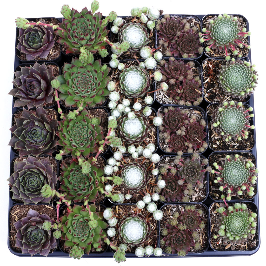 Frost Hardy Outdoor Succulents | Mountain Crest Gardens®