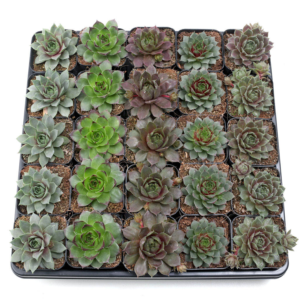 Best Outdoor Succulents | Mountain Crest Gardens®