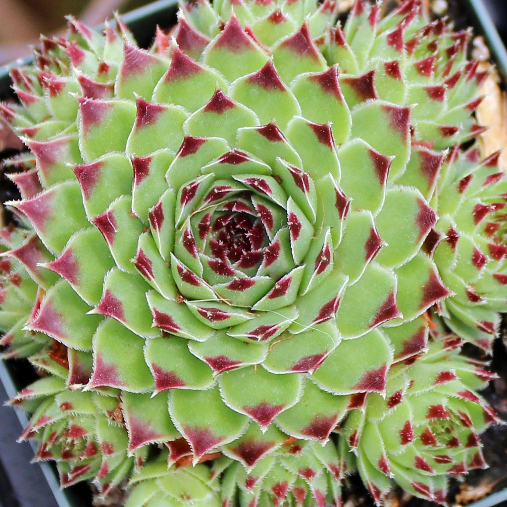 Hardy Succulents, Cold Tolerant Succulents | Mountain Crest Gardens®