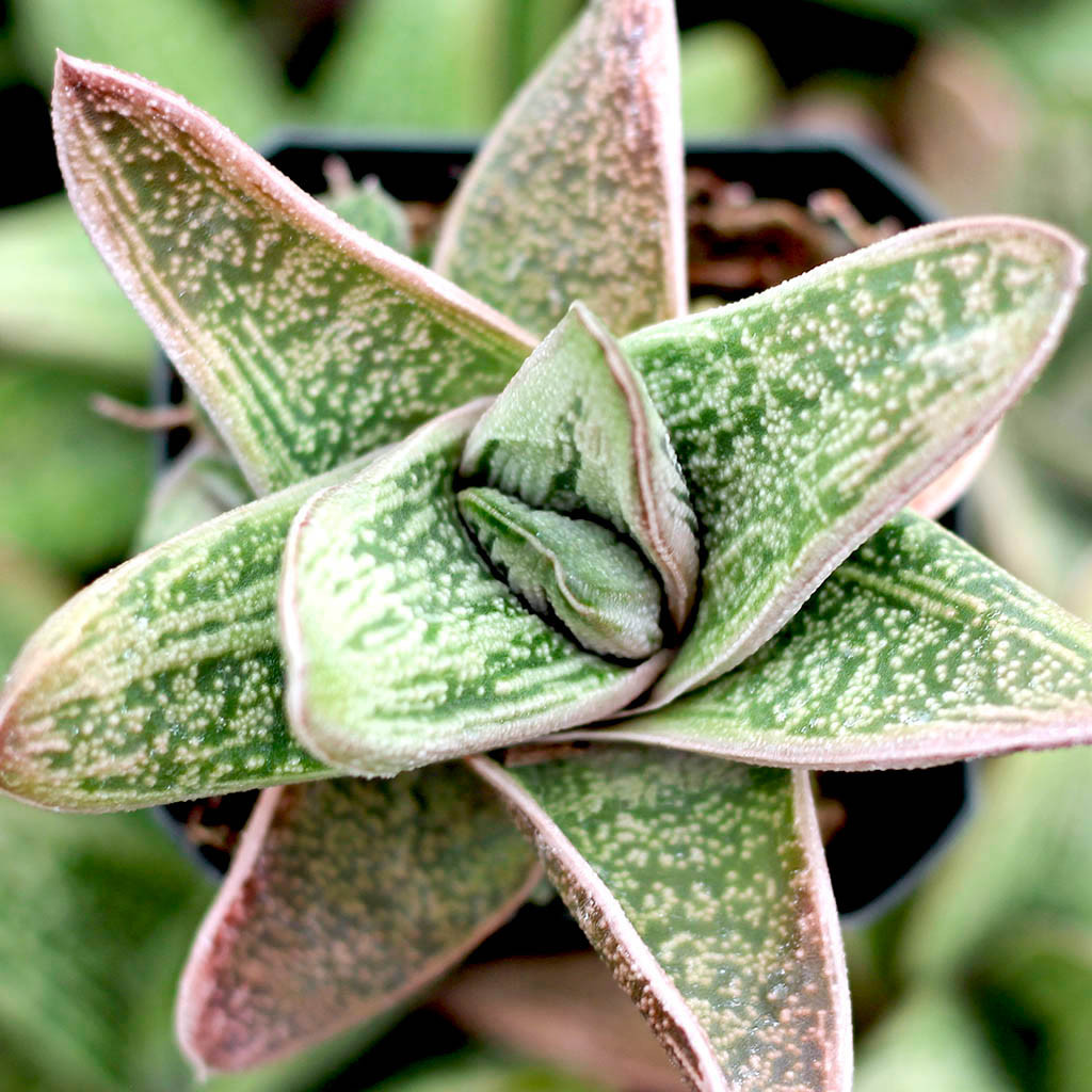 Best Succulents for Shade | Mountain Crest Gardens®