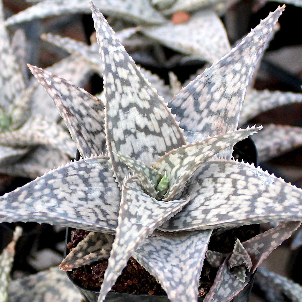 Aloe for Sale Online | Mountain Crest Gardens®