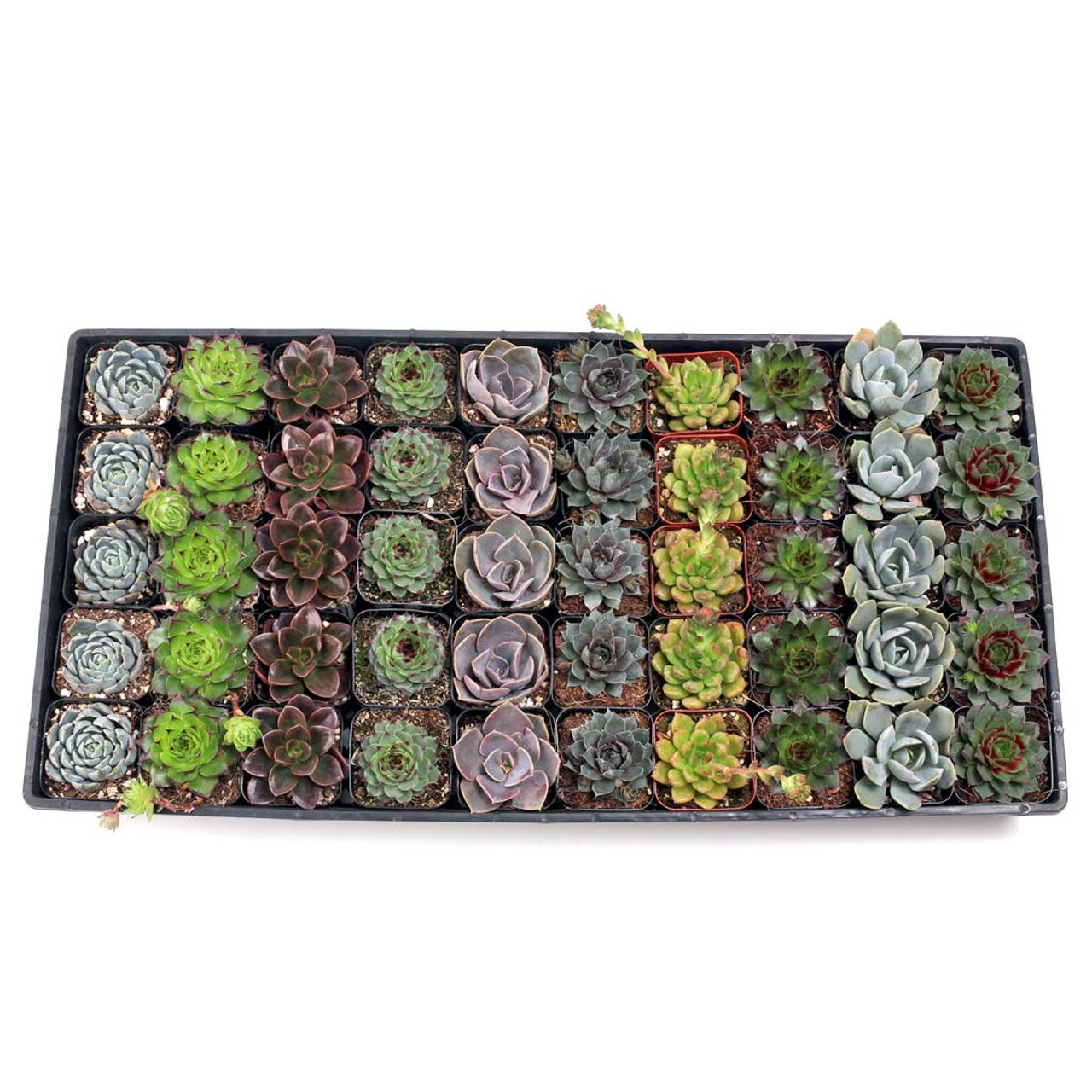 Wholesale Rosette Succulents For Sale Online | MCG™