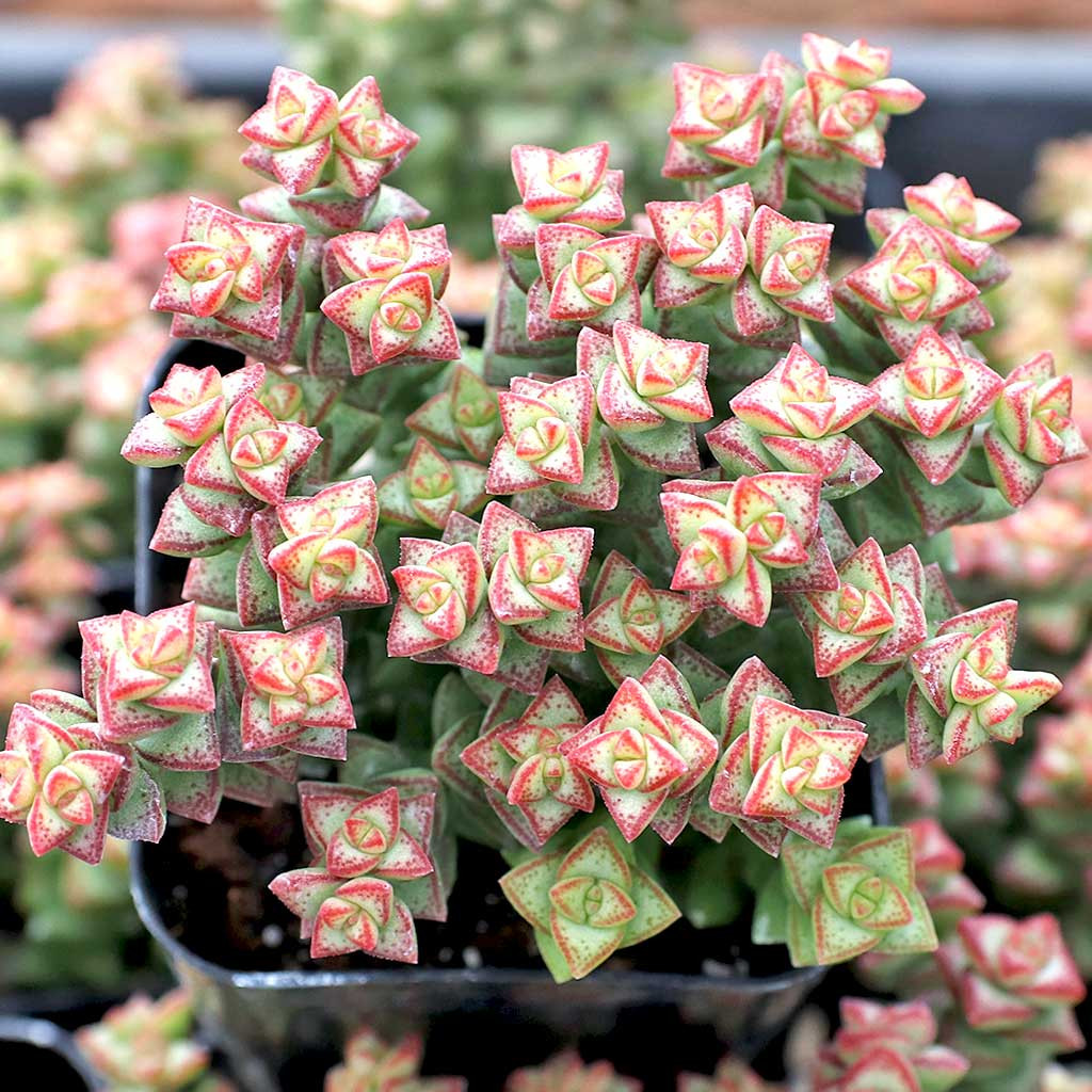 Mini Succulent Plants | Mountain Crest Gardens™