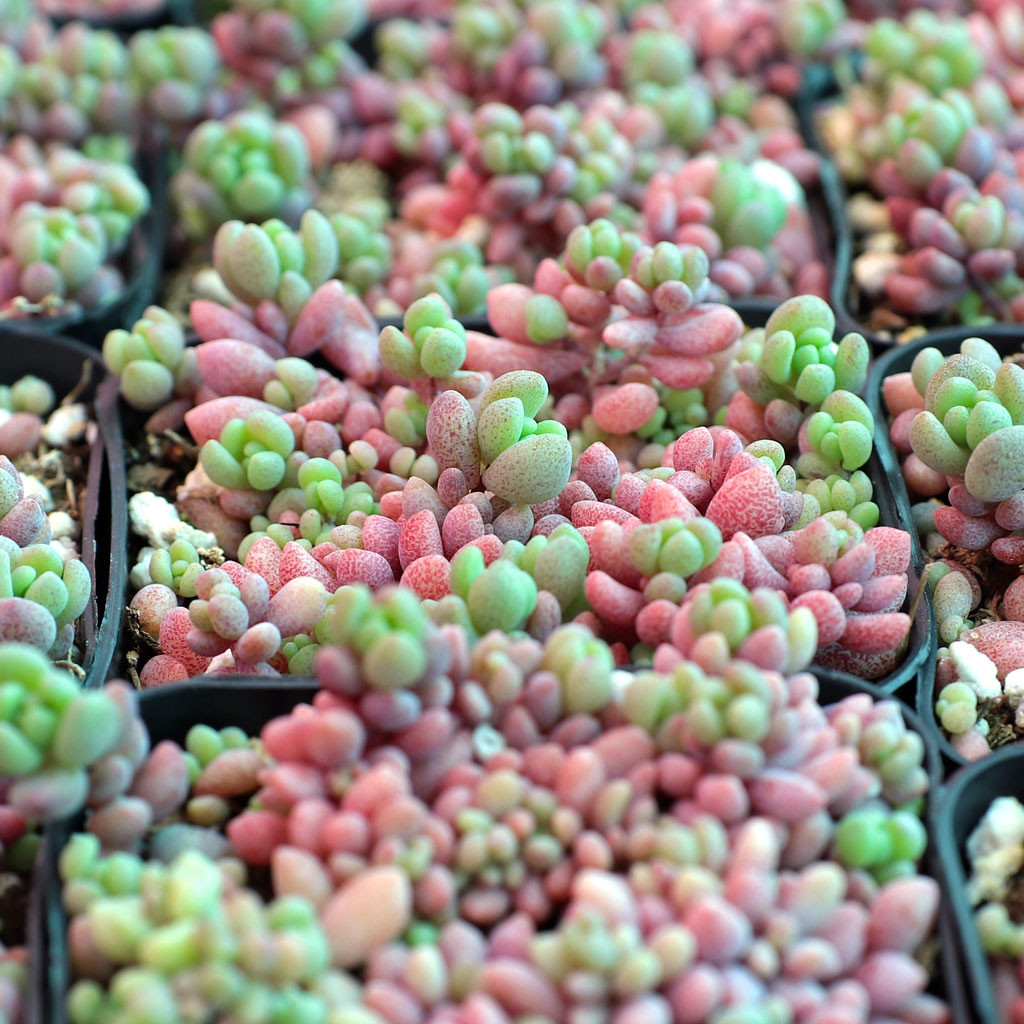 Hardy Succulents, Cold Tolerant Succulents | Mountain Crest Gardens®