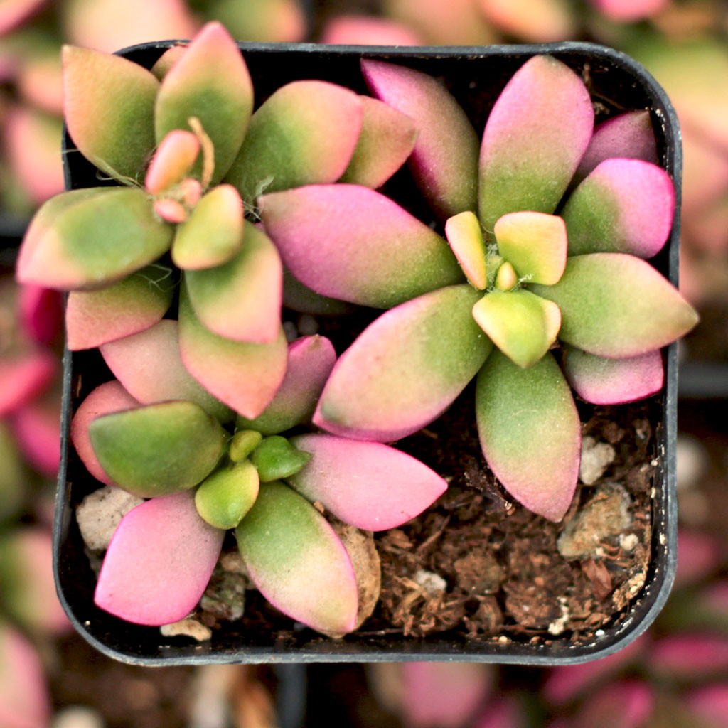 Soft Succulents (Tender Succulents) | Mountain Crest Gardens®