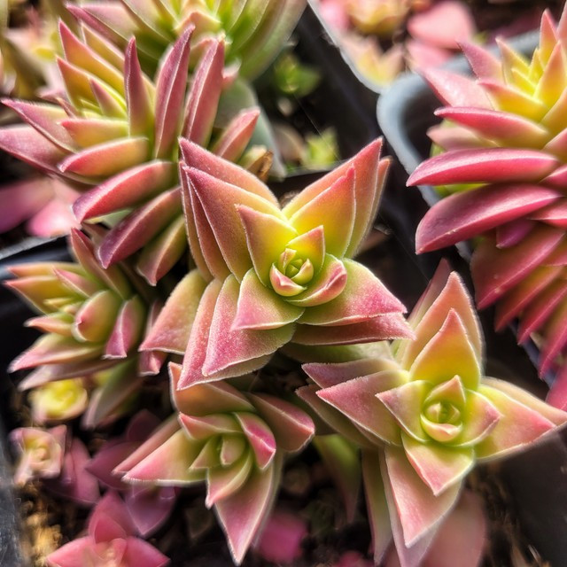 Rare & Unique Succulents for Sale | Mountain Crest Gardens® - Page 4