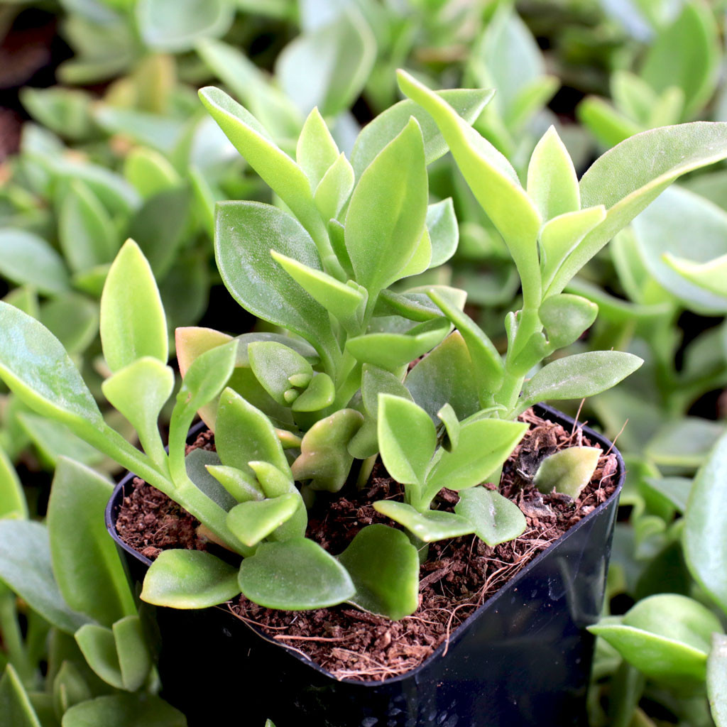 Mesembs (Mimicry Plants) | Mountain Crest Gardens®