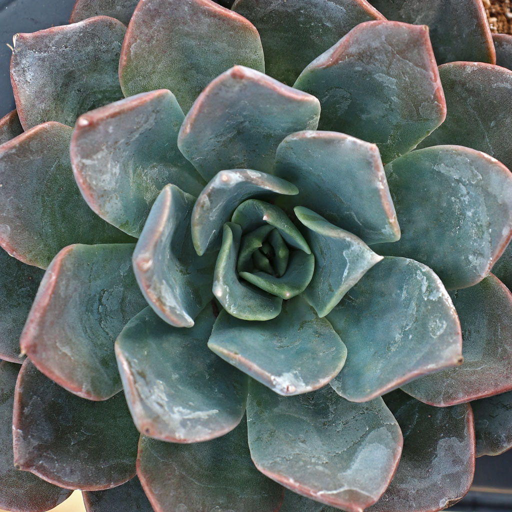 Blue Succulents | Mountain Crest Gardens®