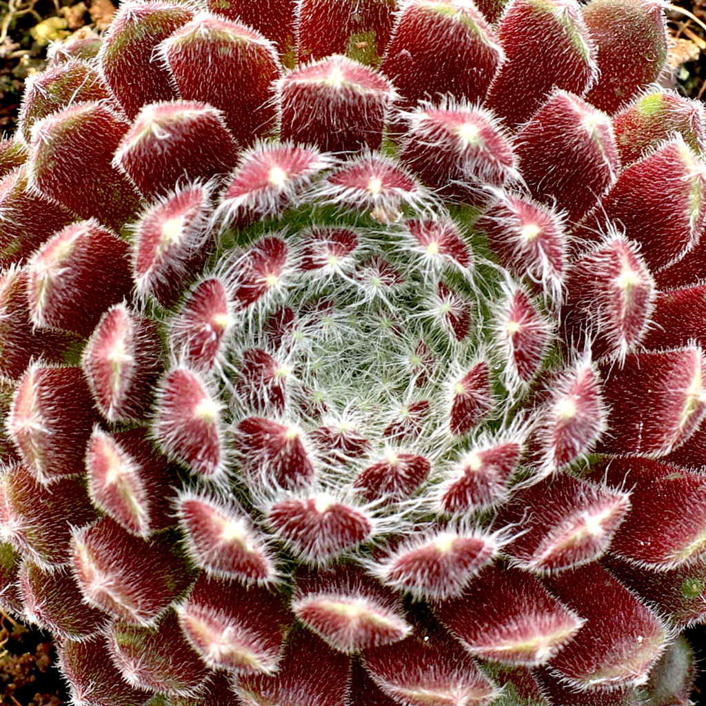 Fuzzy, Velvety Succulents | Mountain Crest Gardens®
