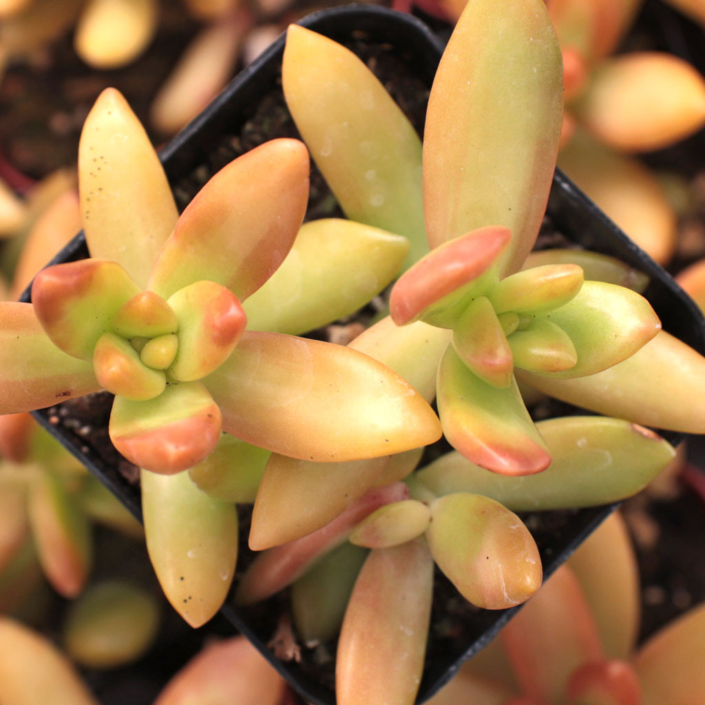 Best Full Sun Succulents | Mountain Crest Gardens®
