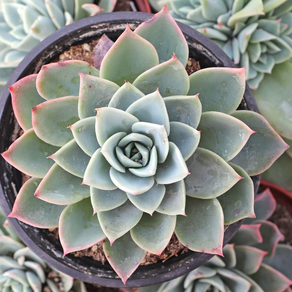 Blue Succulents | Mountain Crest Gardens®