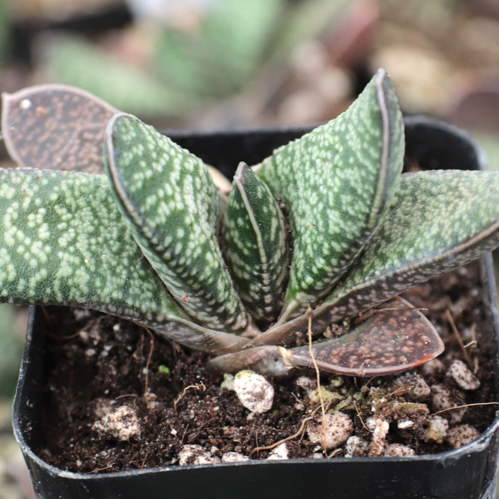 Best Succulents for Shade | Mountain Crest Gardens®