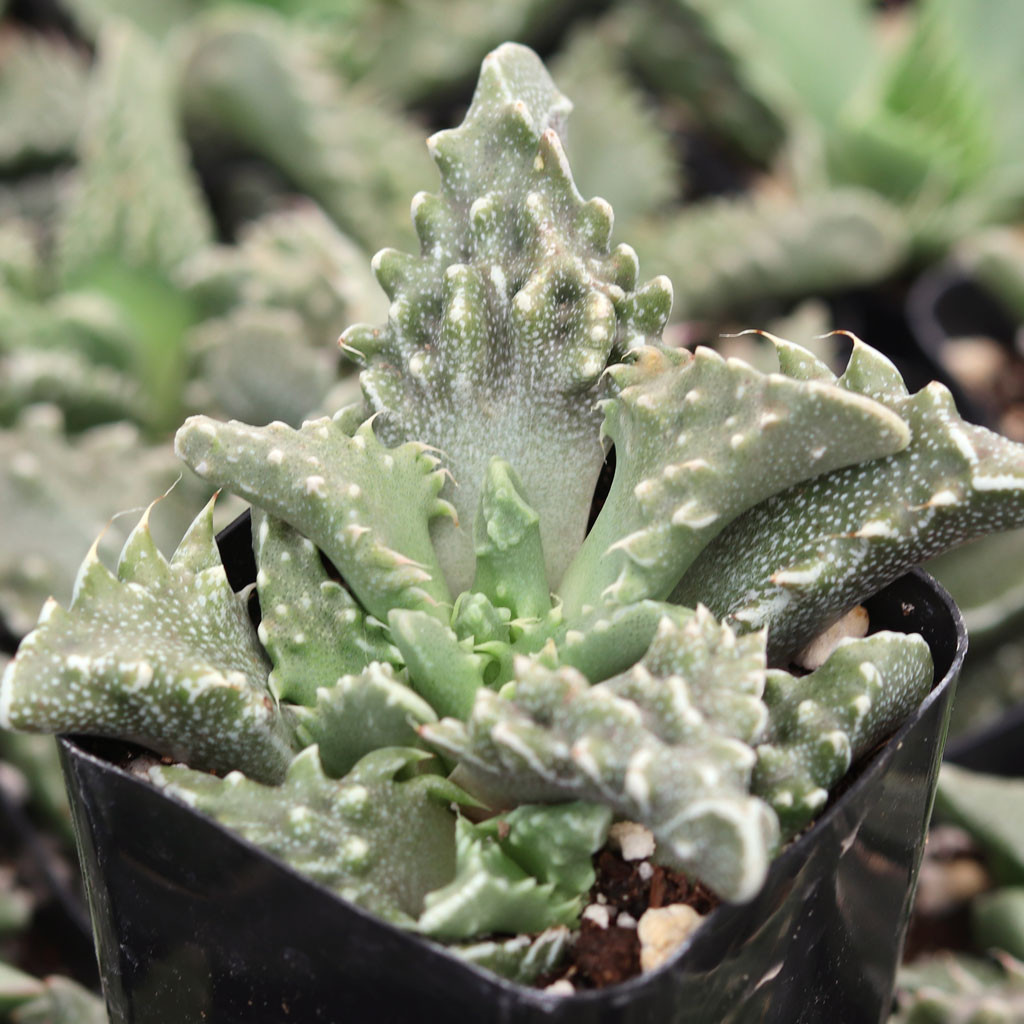 Mesembs (Mimicry Plants) | Mountain Crest Gardens®