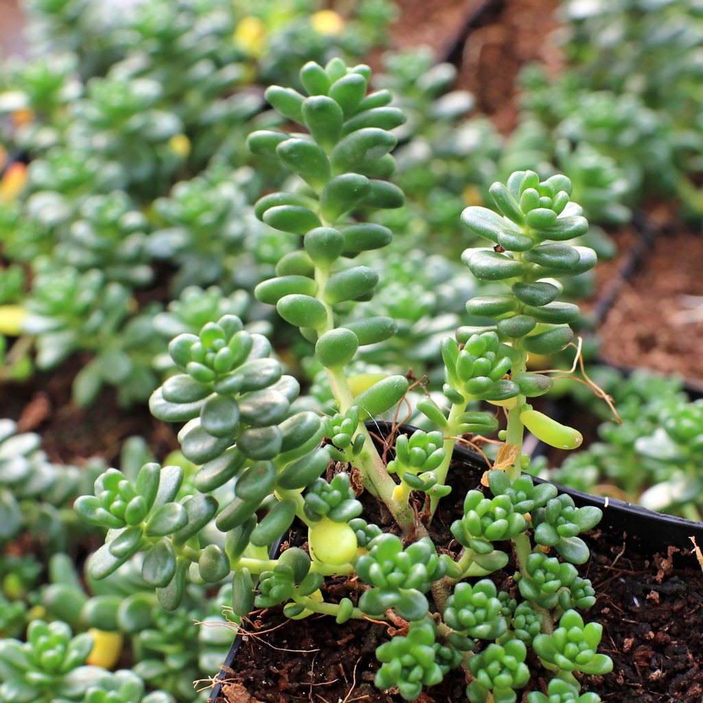 Mini Succulent Plants | Mountain Crest Gardens™