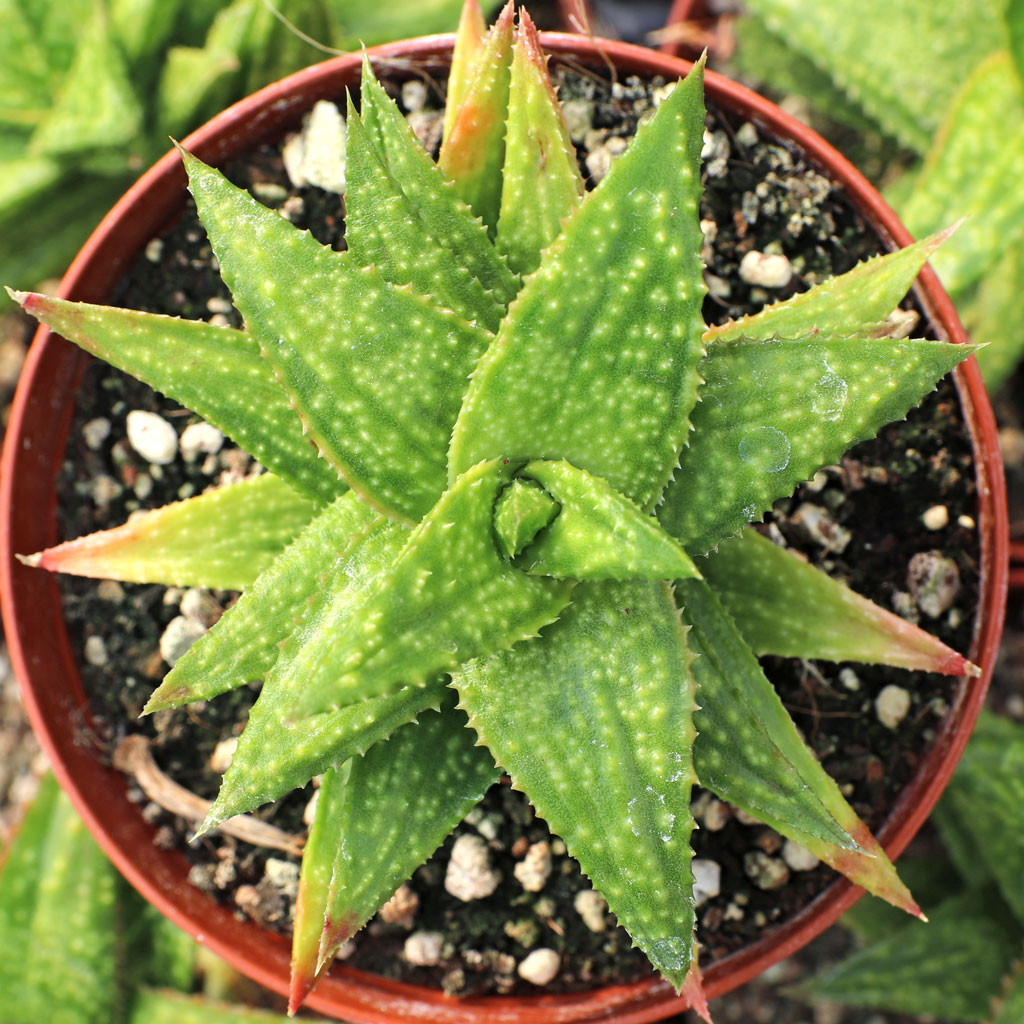 Gasteraloe Succulents | Mountain Crest Gardens®