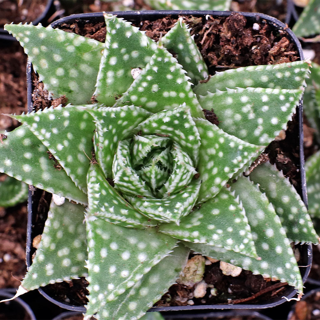 Gasteraloe Succulents | Mountain Crest Gardens®