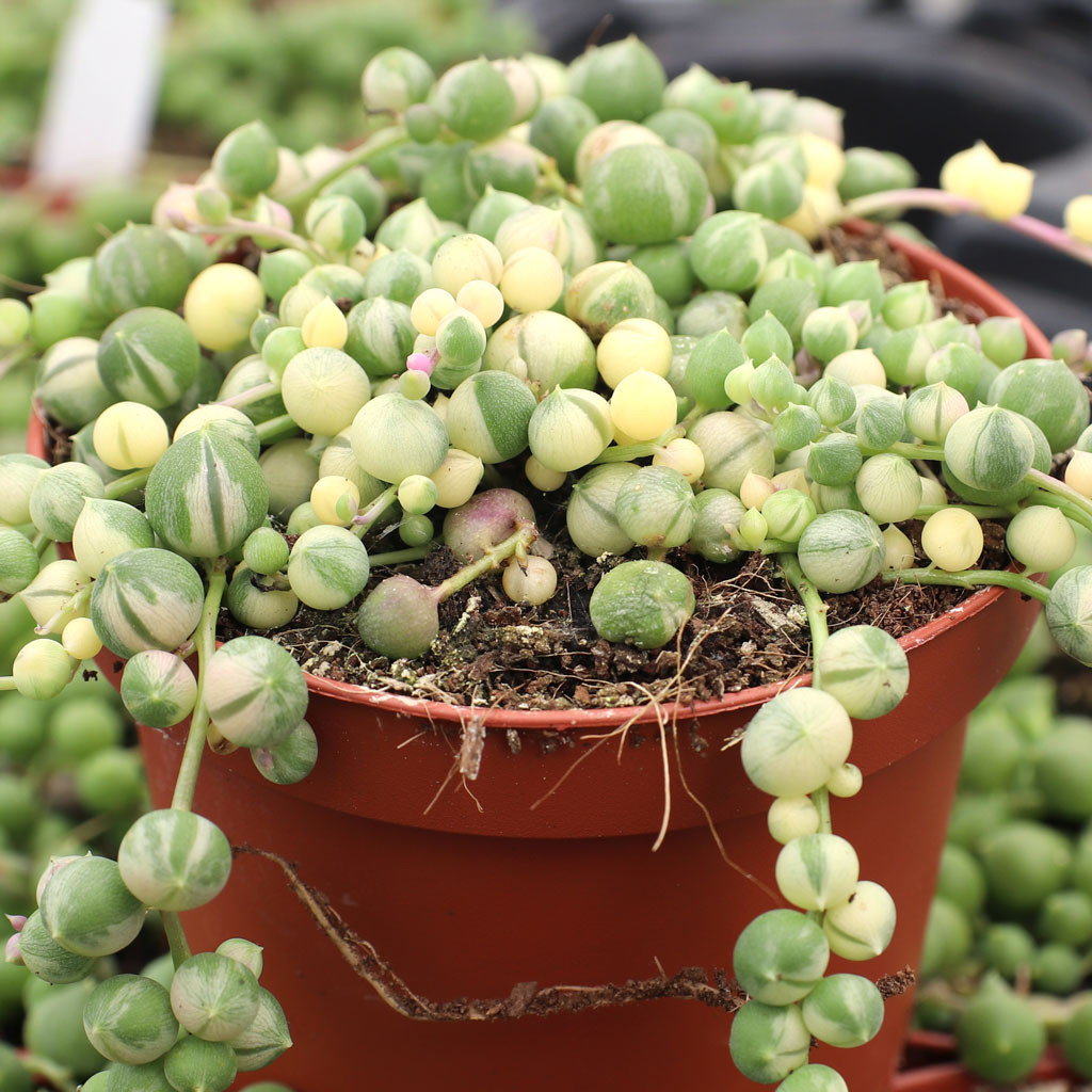 Hanging & Trailing Succulents | Mountain Crest Gardens®