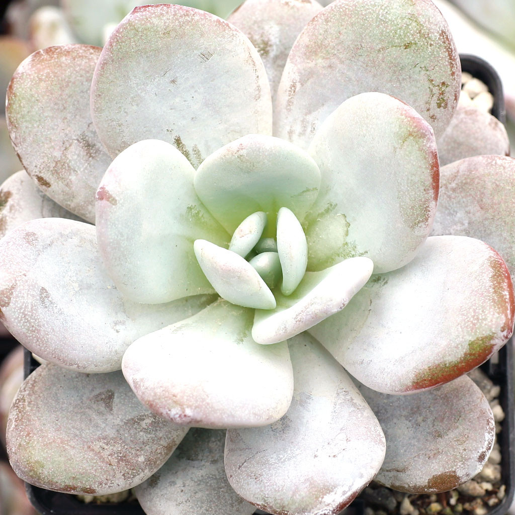 Rare & Unique Succulents for Sale | Mountain Crest Gardens®