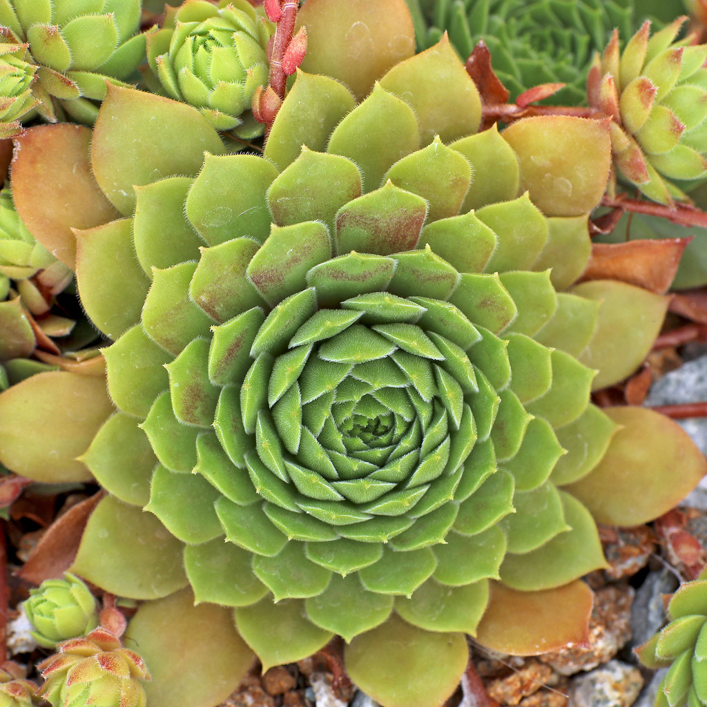 Sempervivum - Hens & Chicks | Mountain Crest Gardens®