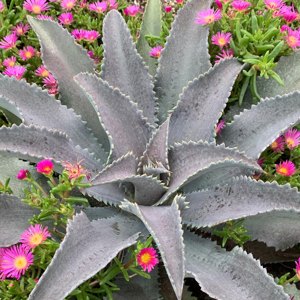 Mangave for Sale Online | Mountain Crest Gardens®
